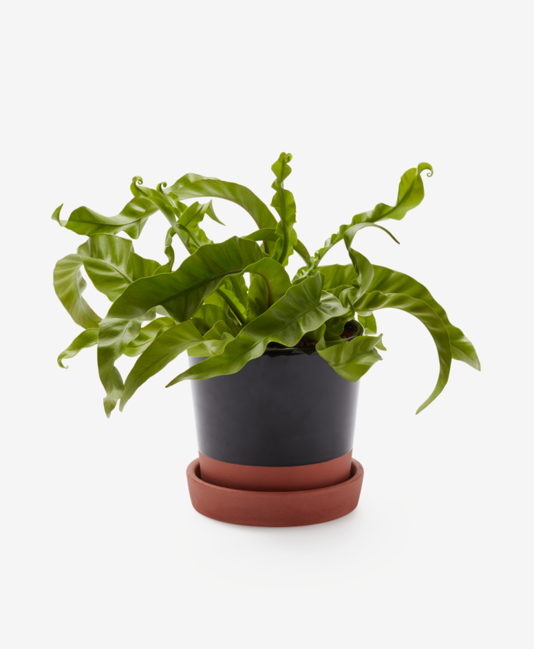 Archiwa: Vaze i posude za cvijeće - PEPCO Hrvatska